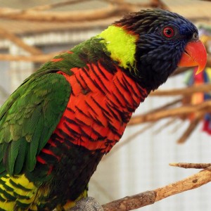 Lory Aviary - The Oasis Sanctuary