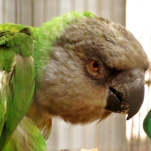 Budgie - The Oasis Sanctuary