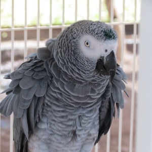 African Grey Aviary - The Oasis Sanctuary
