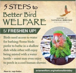 5 Key Steps to Better Bird Welfare - The Oasis Sanctuary