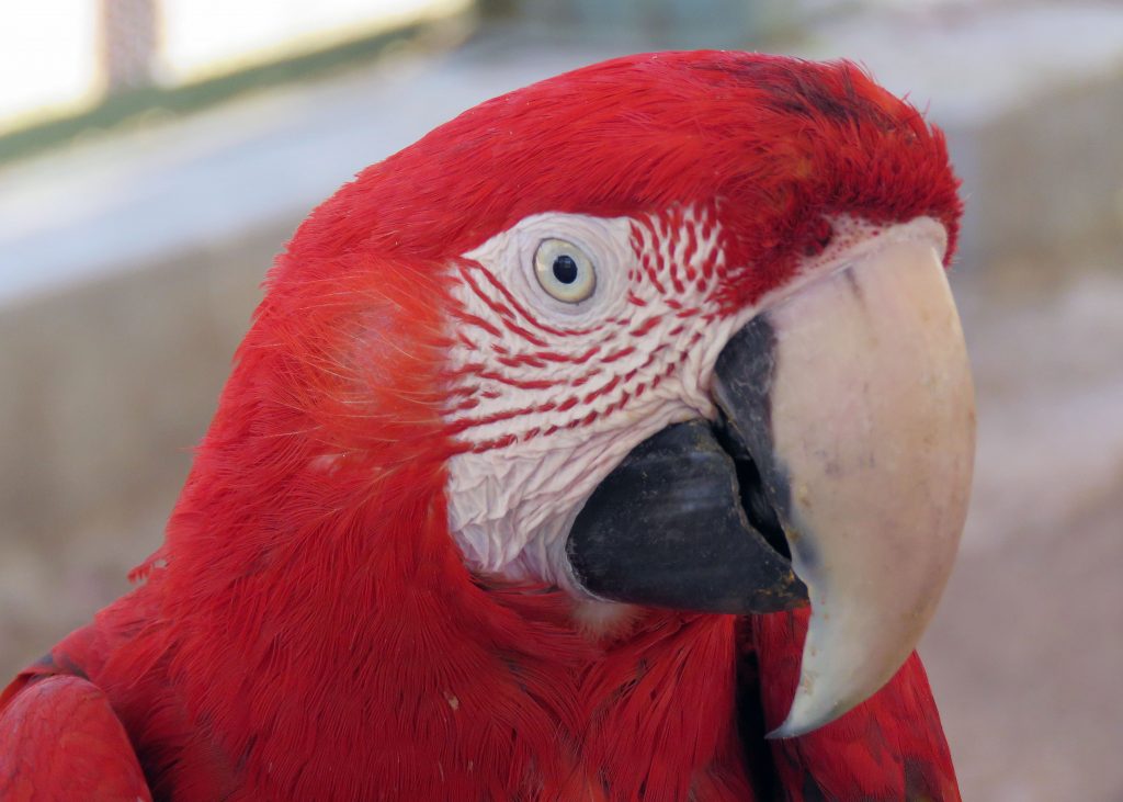 Ariel - The Oasis Sanctuary