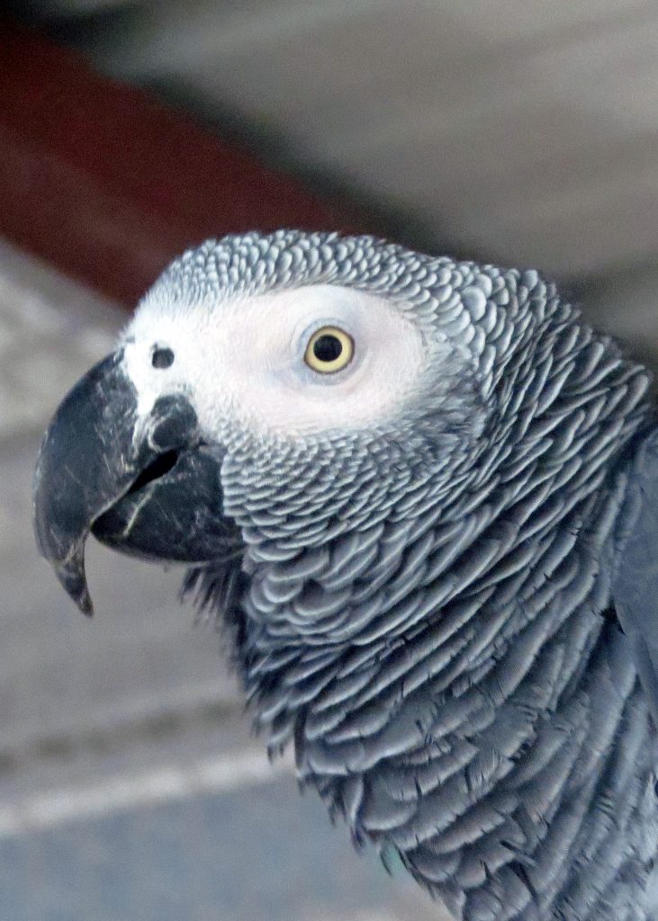 Nigel - The Oasis Sanctuary