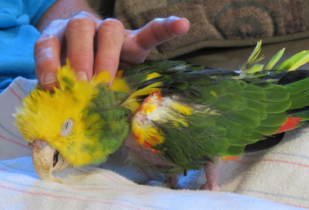 Chica - The Oasis Sanctuary