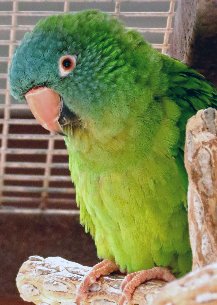 Iris - The Oasis Sanctuary