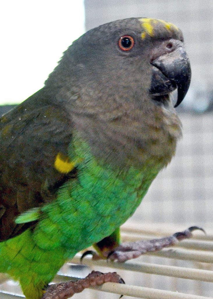 Avocado - The Oasis Sanctuary