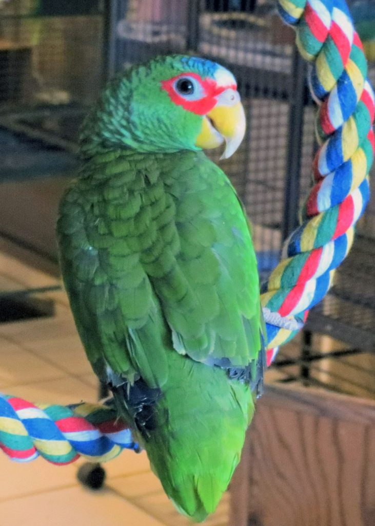 Hela - The Oasis Sanctuary