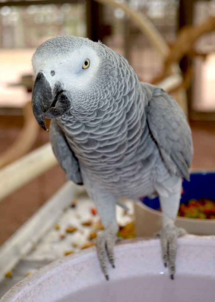 Tinker - The Oasis Sanctuary